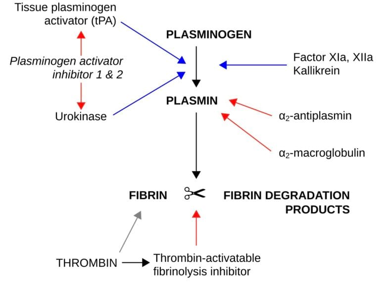 Coagulation Cascade - Trauma ICU